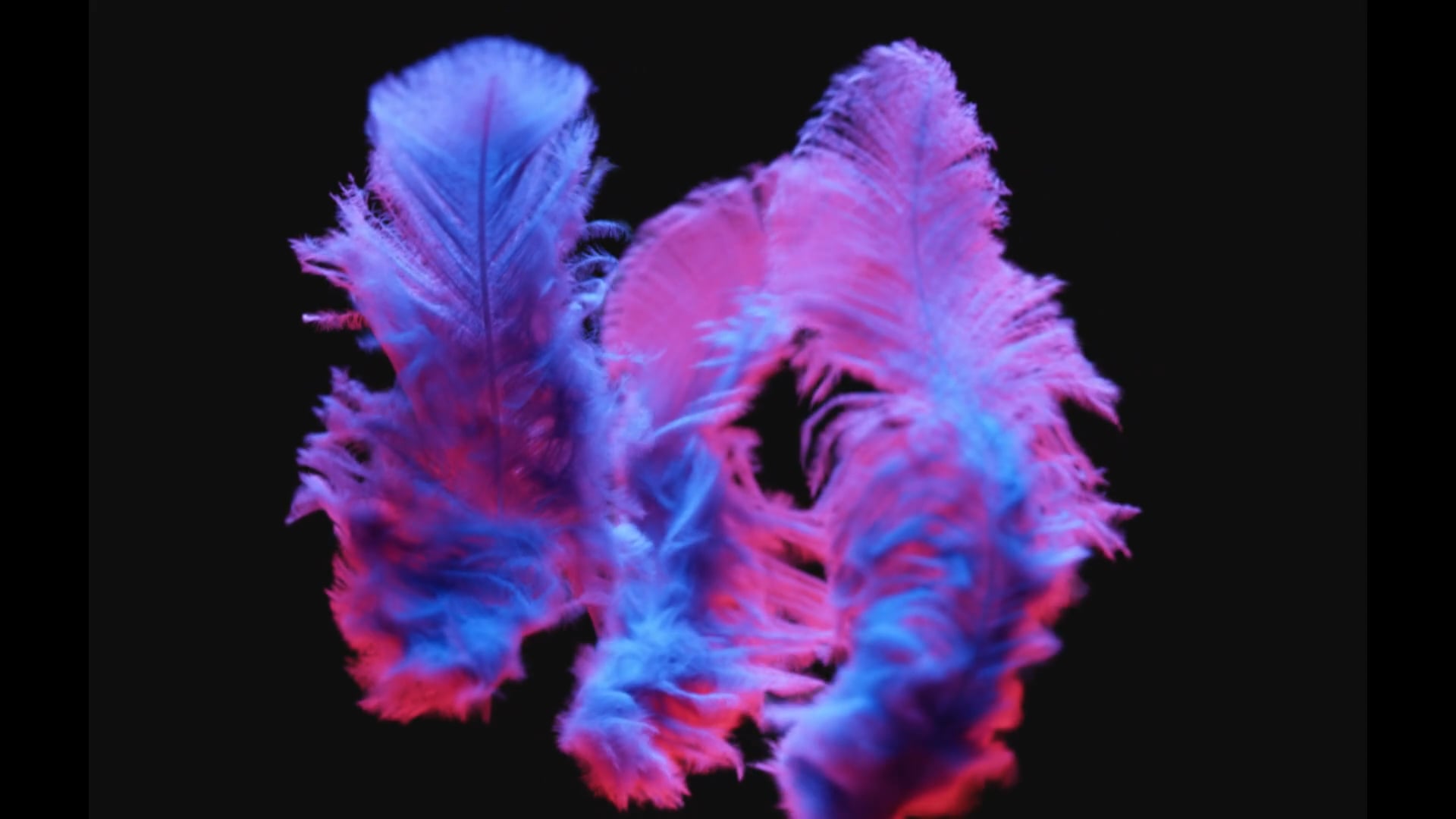 Feathers Houdini Sim