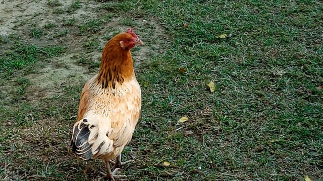 Animal, Cook, Birds. Free Stock Video - Pixabay