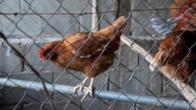 Hens Corral Animal - Free video on Pixabay