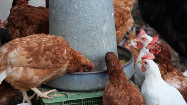 Gallinas Corral Granja - Free video on Pixabay - Pixabay