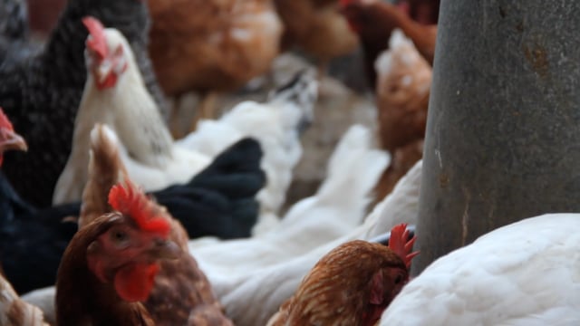 Galinhas Curral Gallo - Free video on Pixabay - Pixabay