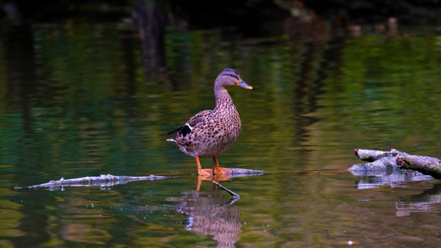 Pato Real Pájaro Ave - Free video on Pixabay
