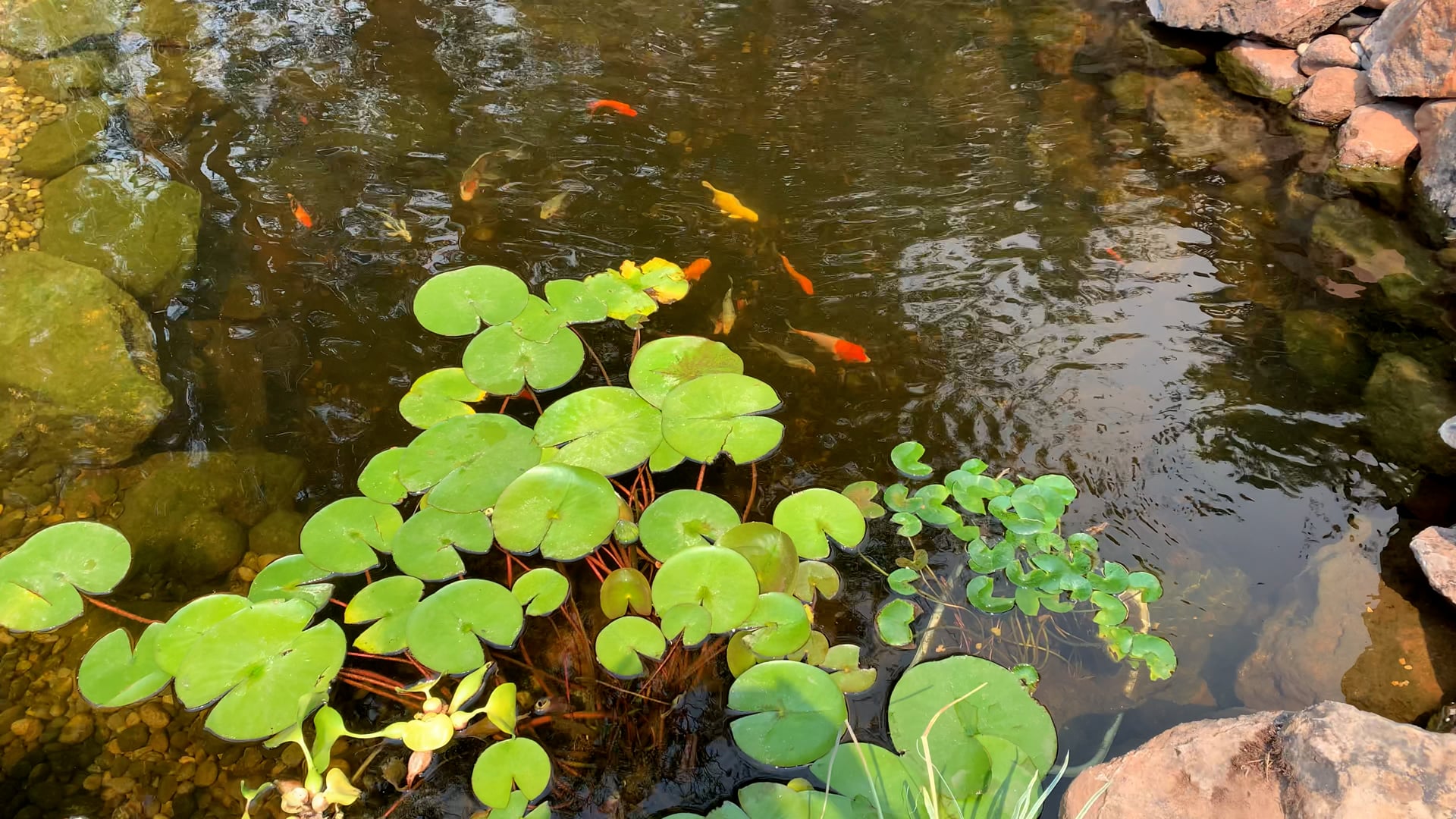 Pond Installation - Lone Star Waterscapes