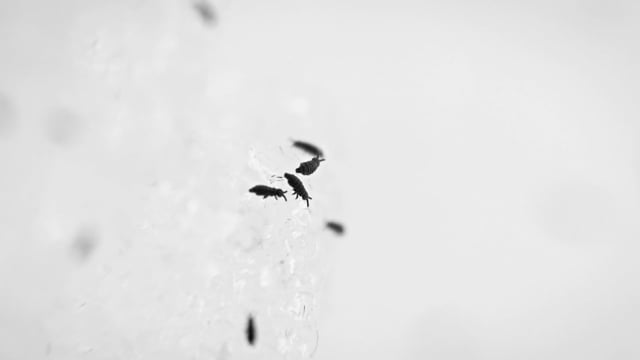 Springtails Snow Fleas - Free video on Pixabay