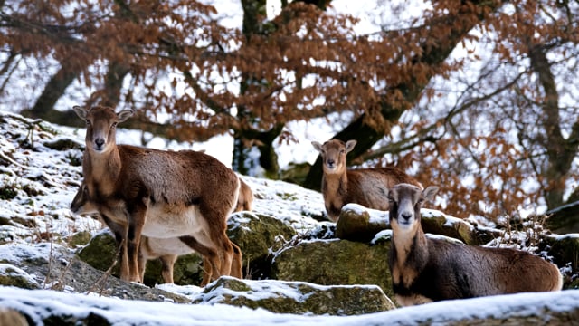 Muflão Animal Inverno - Free video on Pixabay