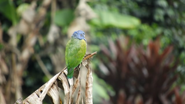 Pájaro Loro Verde Colombia - Free video on Pixabay - Pixabay