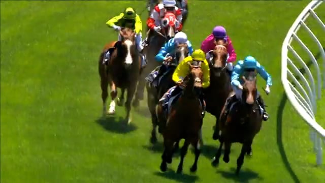 I Am Invincible - Stallion | Breednet