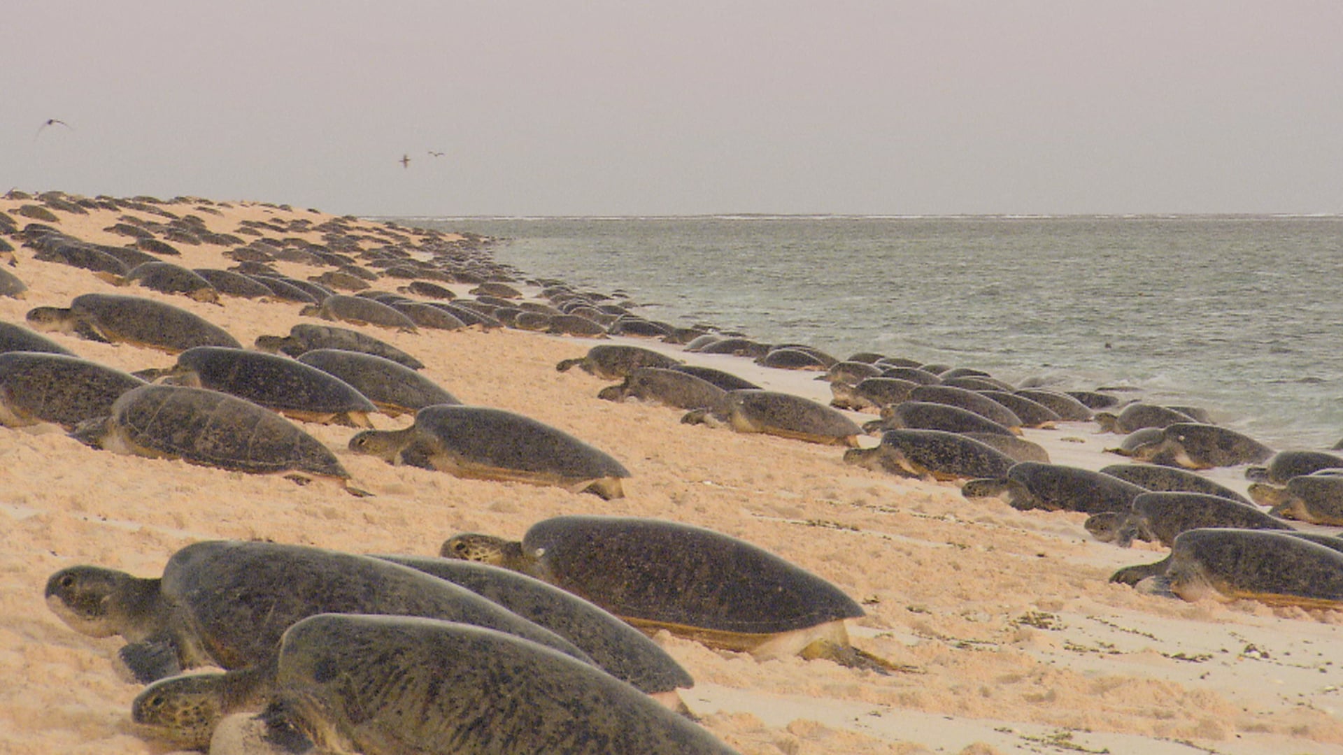 Home | Robert Fearon