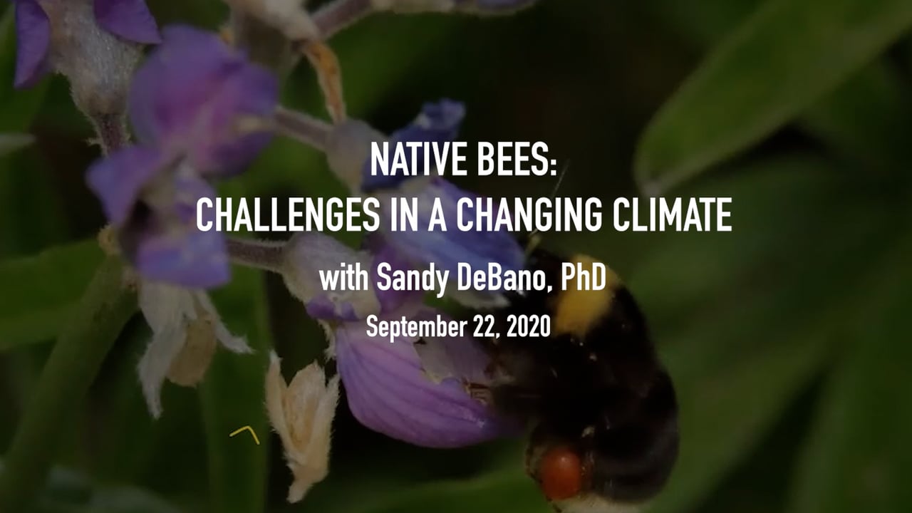 EOC3 | Climate Conversations #2 | Native Bees: Challenges in a Changing ...