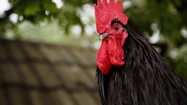 Rooster Chick Hen Farm - Free video on Pixabay