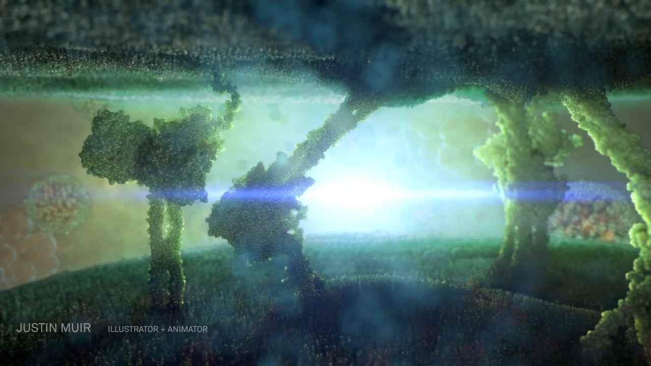 Illustrations | Justin Muir