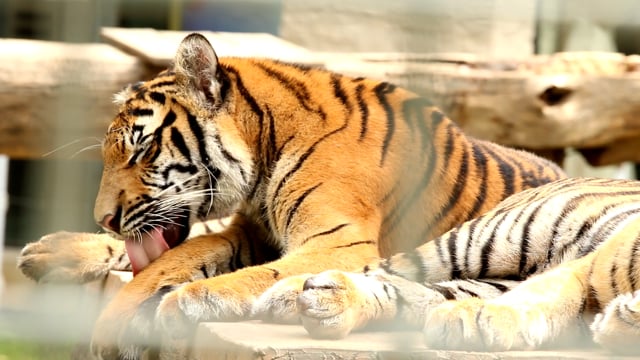 Tigre Félin Rayures Animal - Free video on Pixabay - Pixabay
