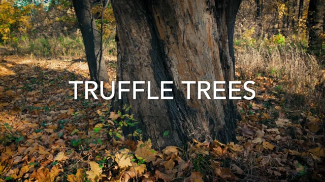 Truffle Trees