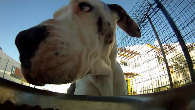 Feeding My Dogs on Vimeo