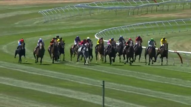 Power - Stallion | Breednet