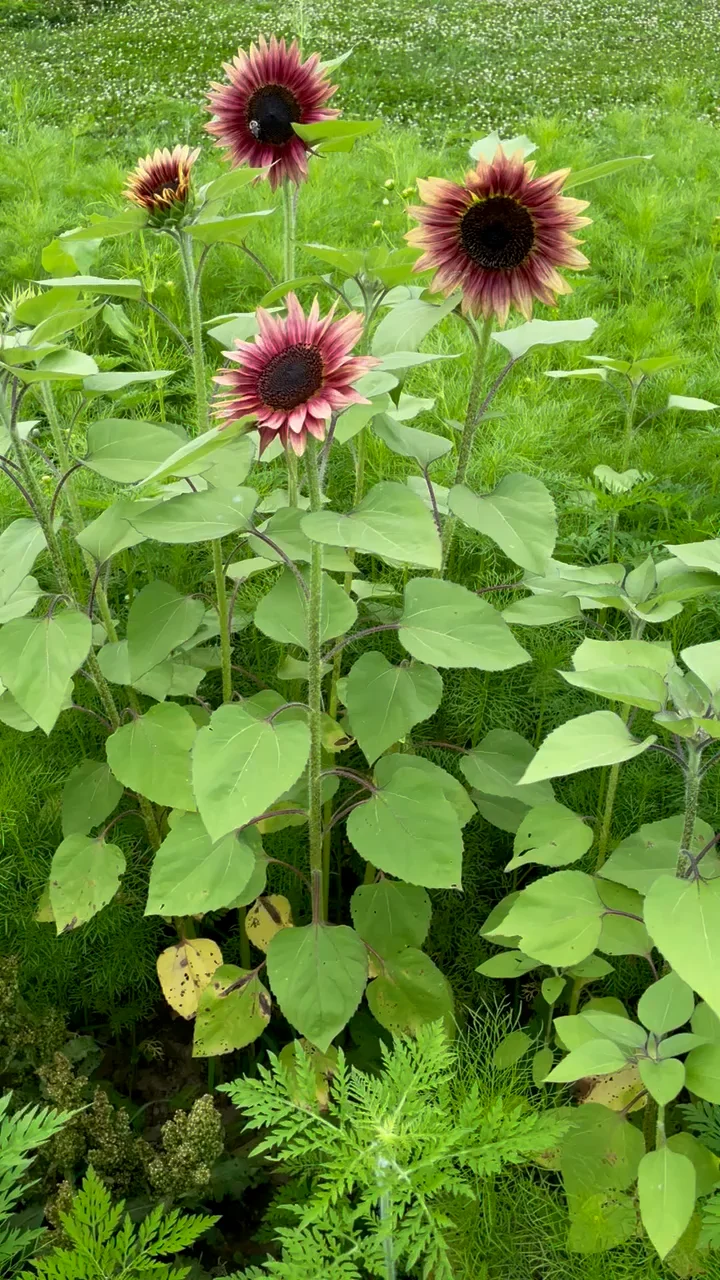 Lemonade sunflowers on Vimeo