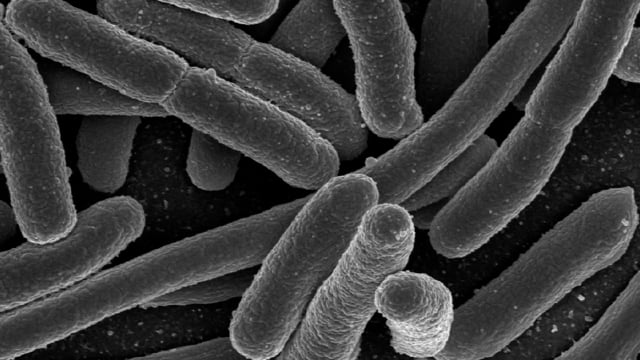 Why is E. coli useful? — Science Learning Hub