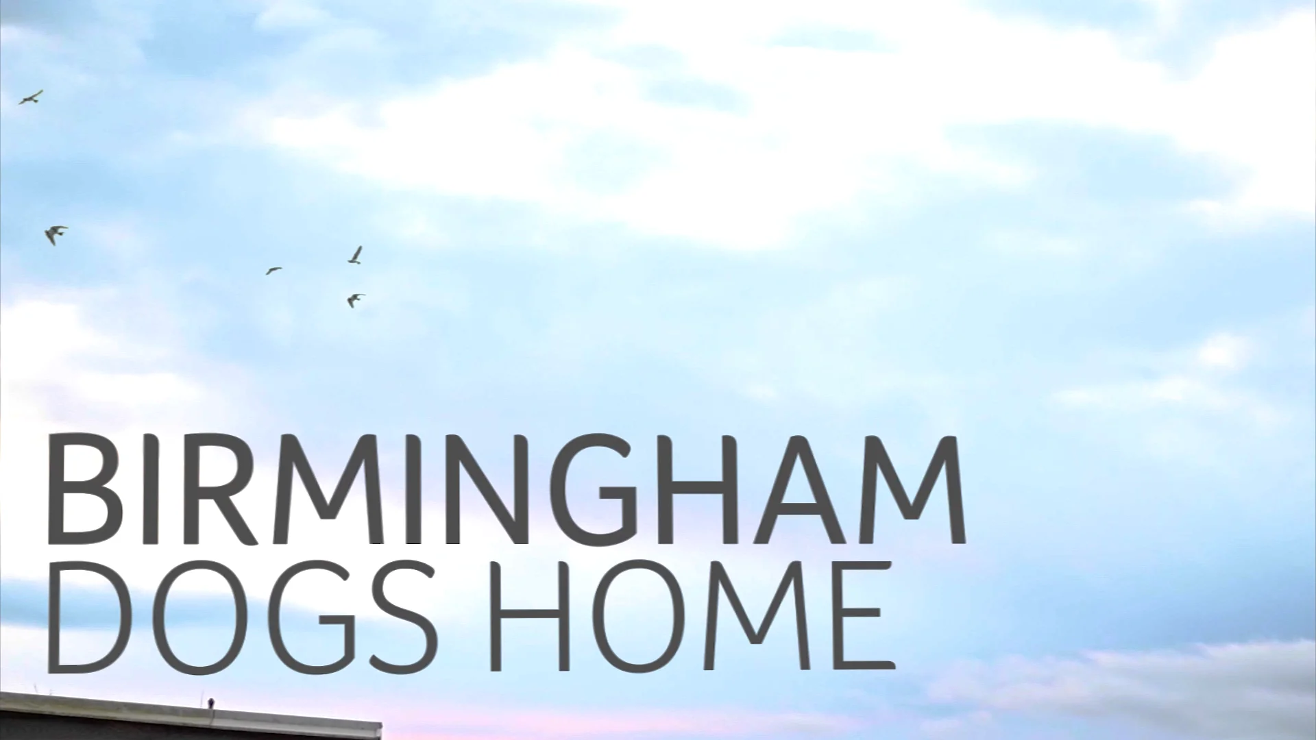 Birmingham Dogs Homes on Vimeo