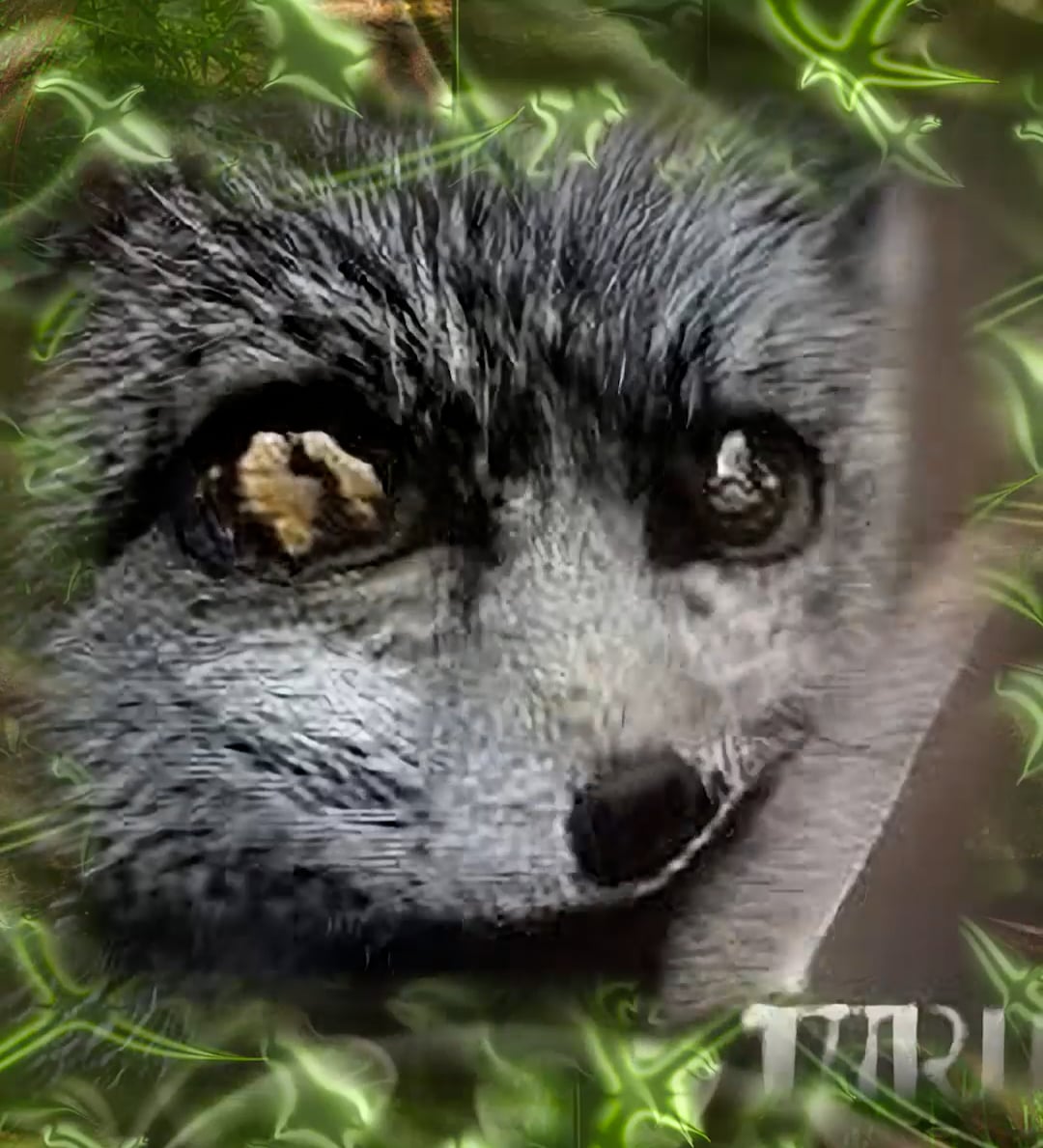 FOX GAN - 21st Century Fox on Vimeo