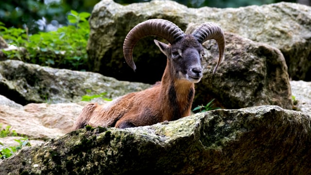 Capricorne Cornes Faune - Free video on Pixabay - Pixabay