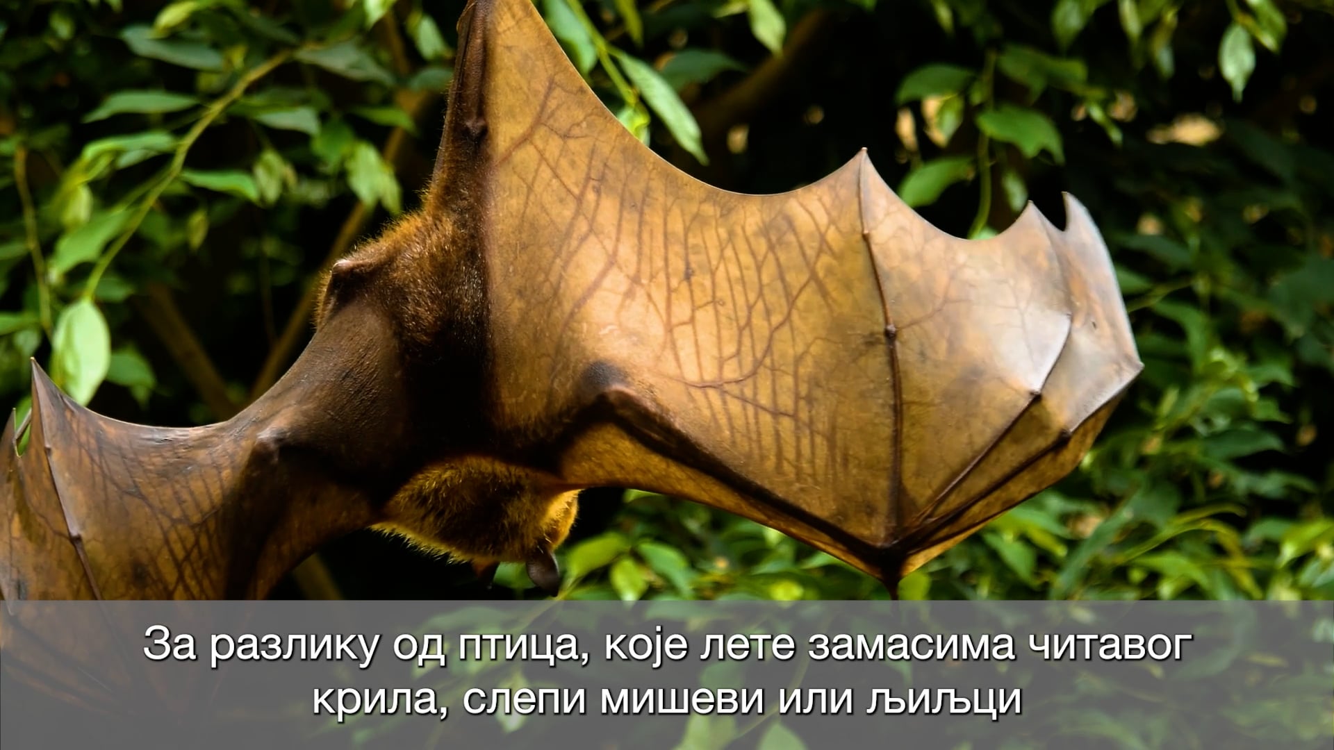 Slepi misevi (ljiljci) on Vimeo