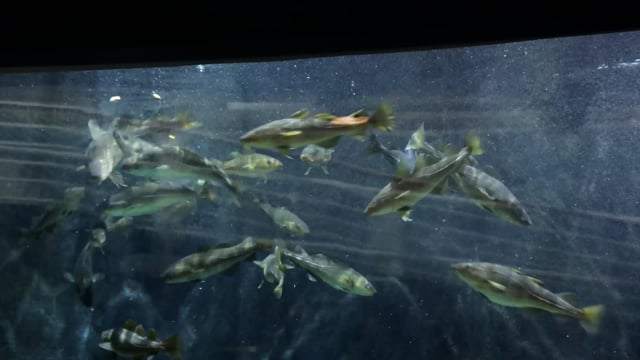 Cod, Fish, Lake. Free Stock Video - Pixabay