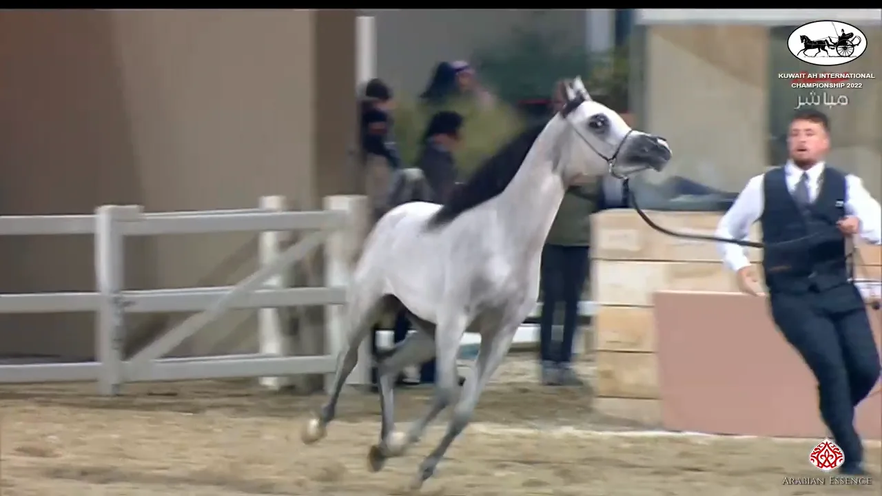 N.197 ABHAR SUMOU - Kuwait A.H. International Championship 2022 ...