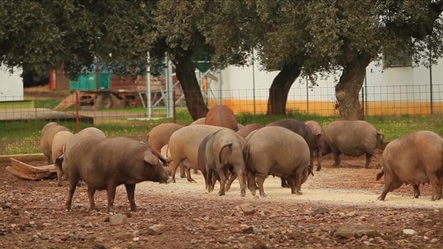 Cochon Les Animaux De La - Free video on Pixabay - Pixabay