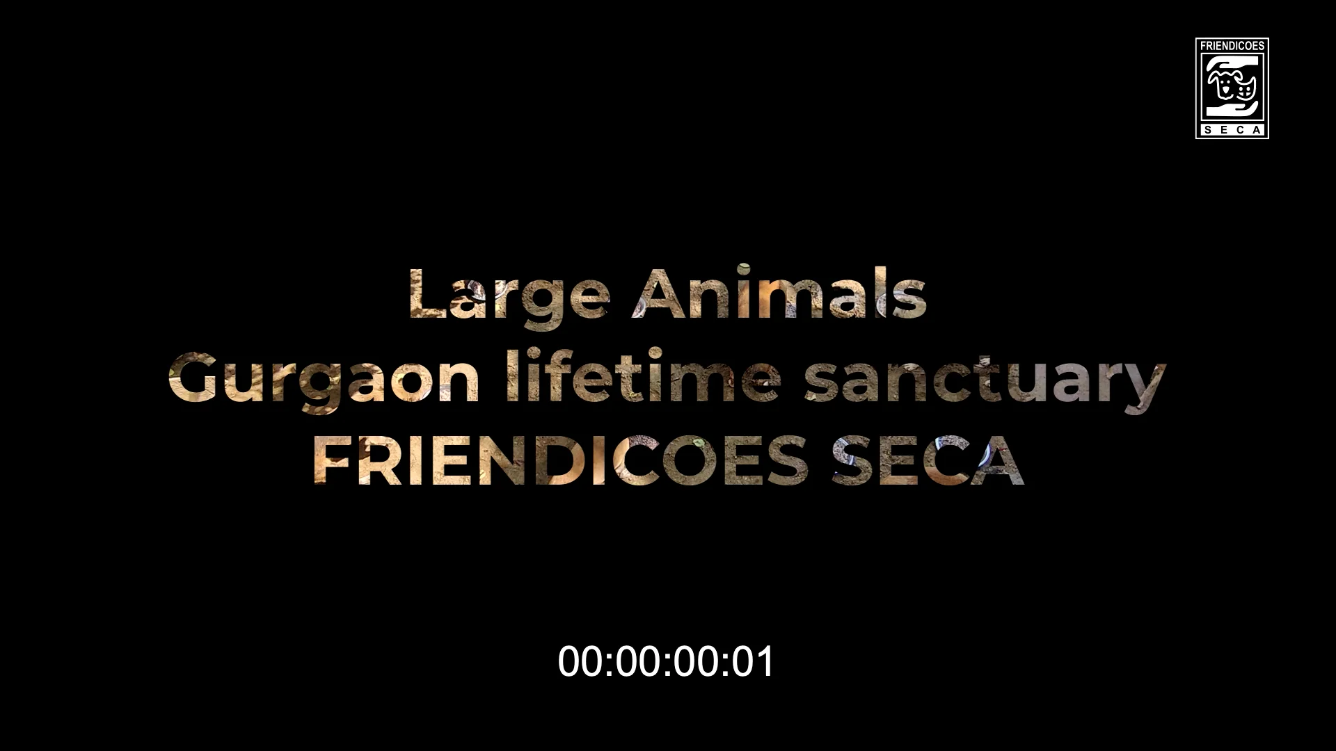 FS_YT_Large_Animals_GLS_Geeta