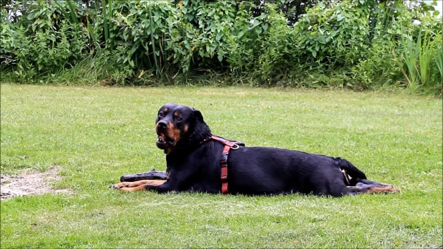 Rottweiler Barking Pet - Free video on Pixabay