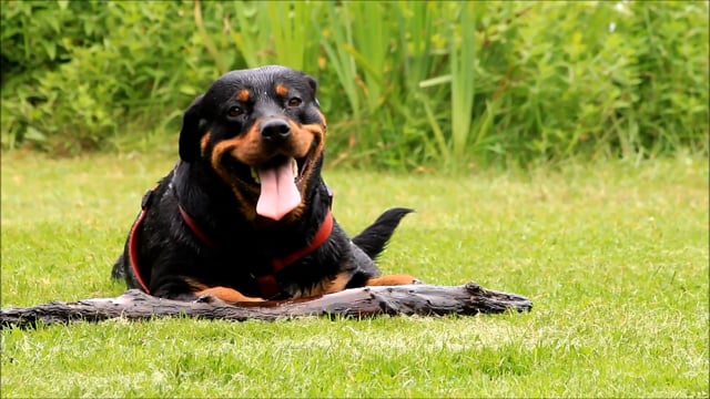 Rottweiler Barking Pet - Free video on Pixabay