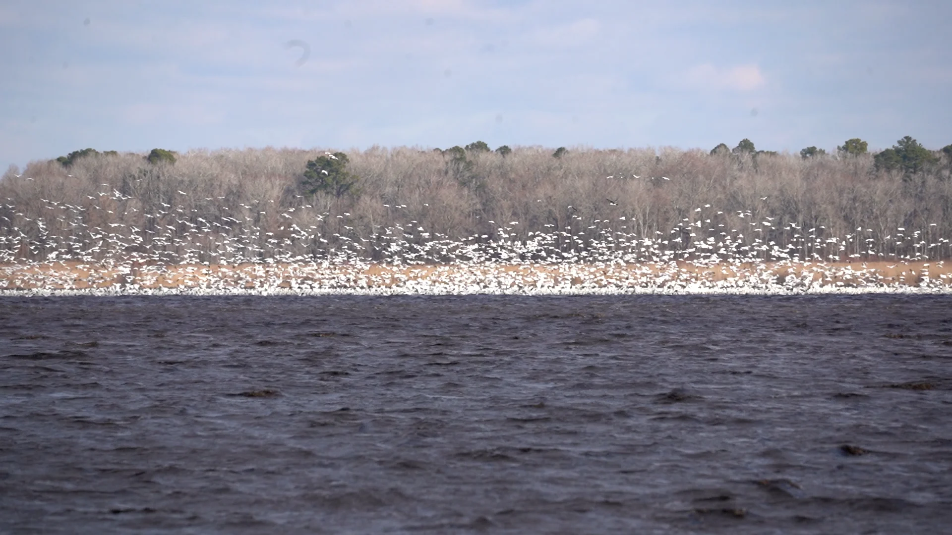 Pungo Lake Birds