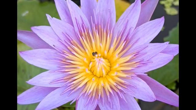 Lotus Purple Insect Free Stock Video - Pixabay