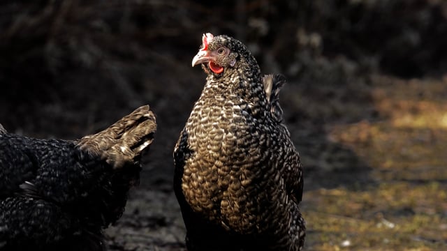 Gallina Pollitos Gallo - Free video on Pixabay - Pixabay