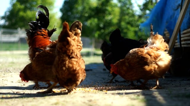 Gallina Pollitos Gallo - Free video on Pixabay - Pixabay