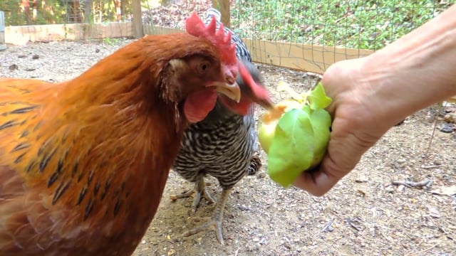 Poule Poussin Poussins Les - Free video on Pixabay - Pixabay
