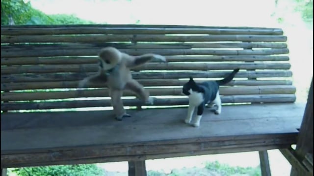 Monkey, Cat, Teasing. Free Stock Video - Pixabay