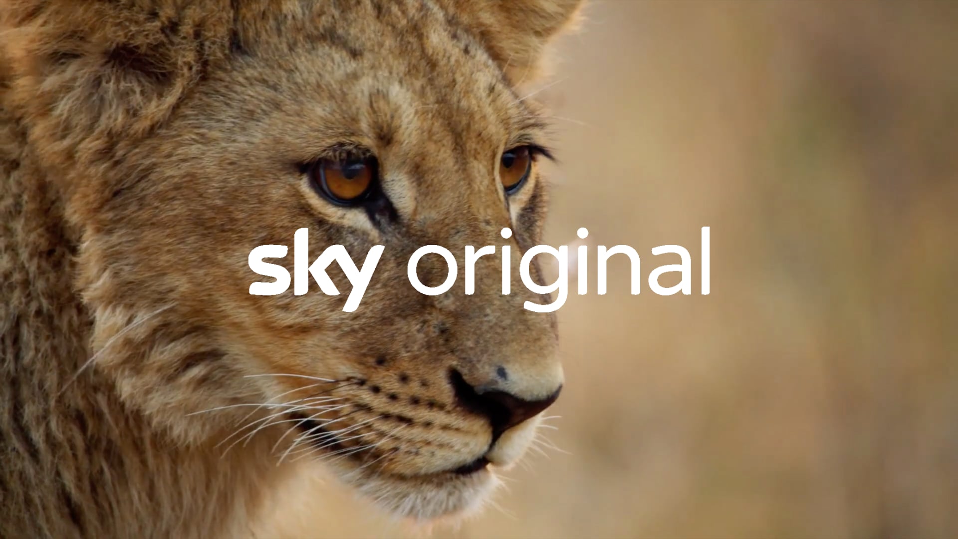 SKY - Predators (Official Trailer) on Vimeo