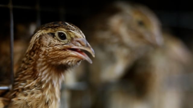 Quail, Partridge, Hen. Free Stock Video - Pixabay