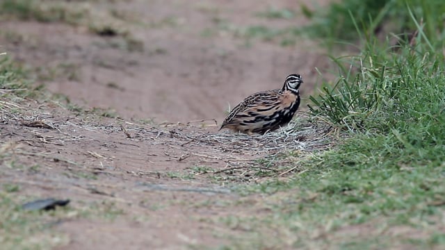 Quail Partridge Animals - Free video on Pixabay