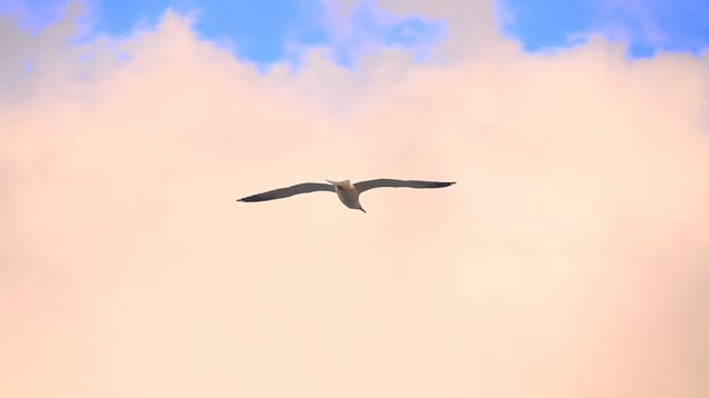 100+ Free Birds Flying & Flying Videos, HD & 4K Clips - Pixabay