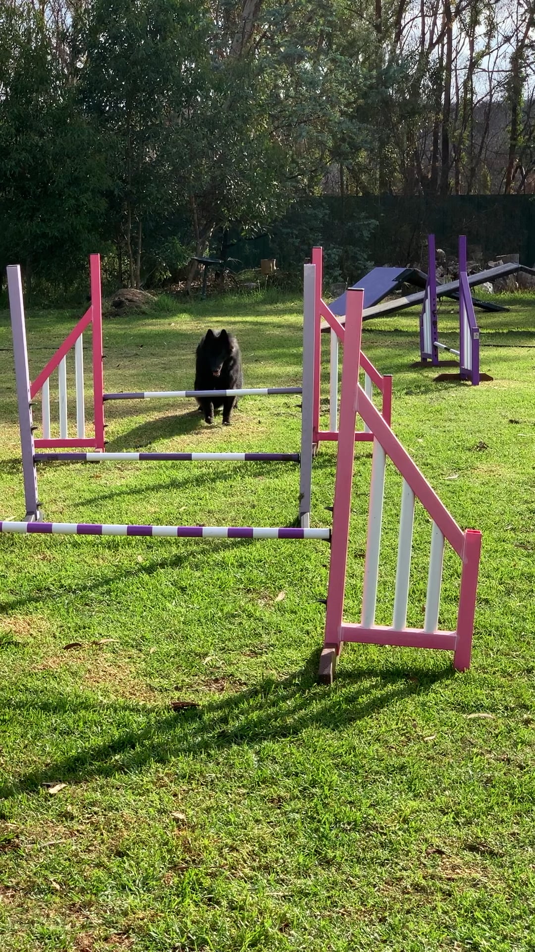 Aslan agility training on Vimeo