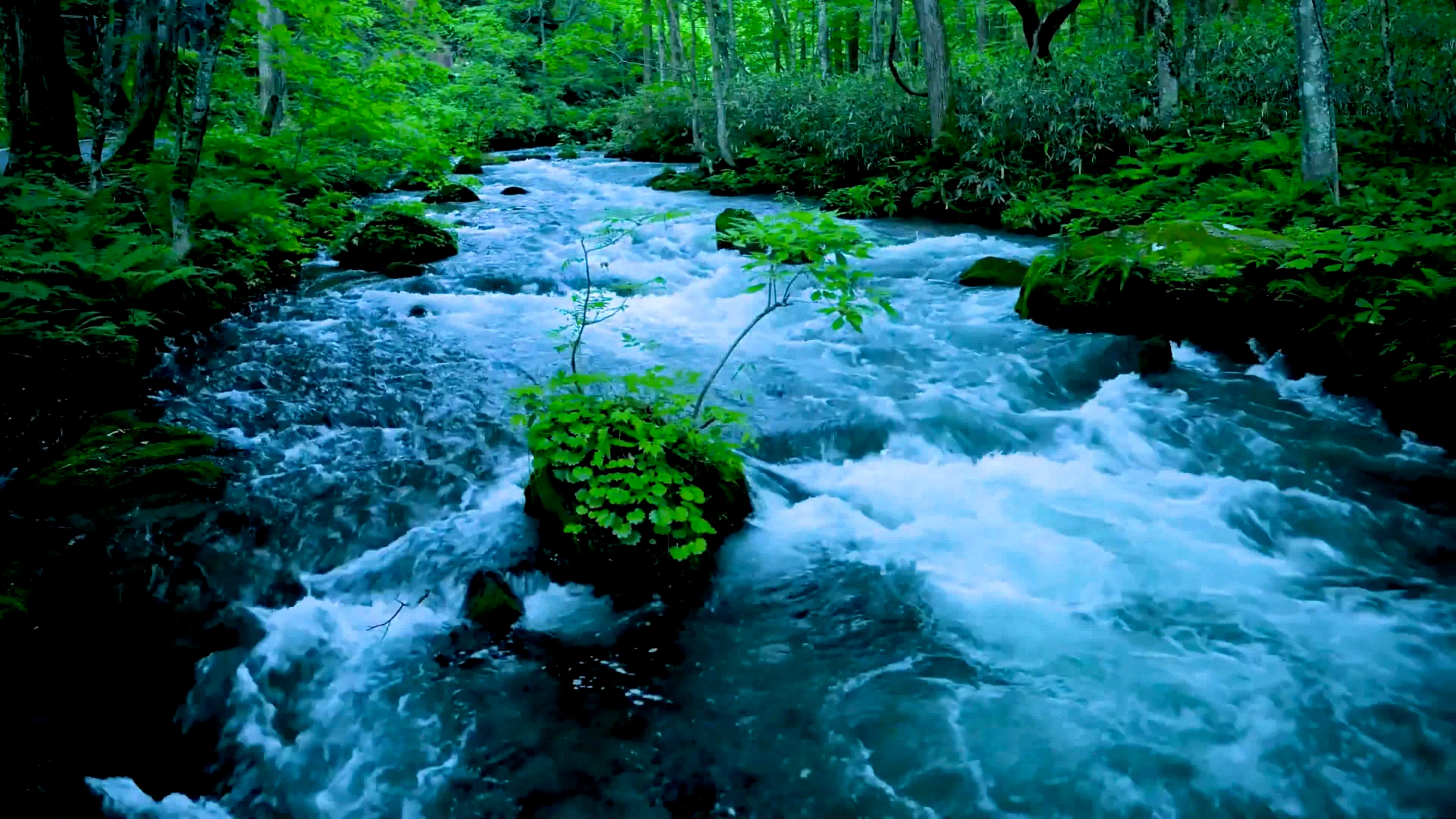 Forest River 4K.avi on Vimeo