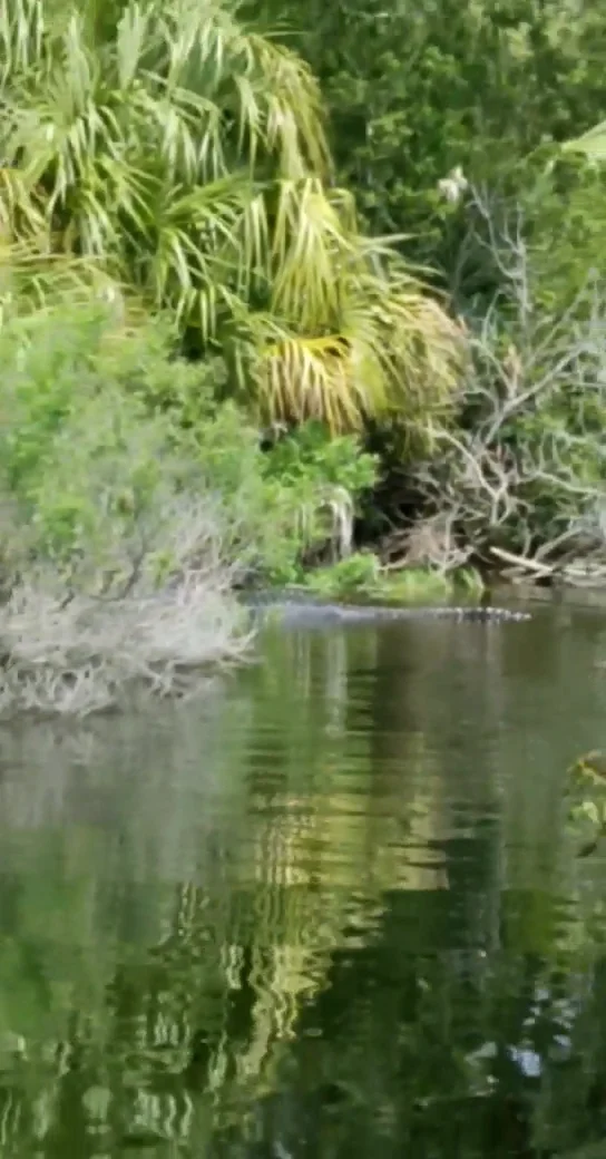 alligator bellowing (jake goodrum) on Vimeo