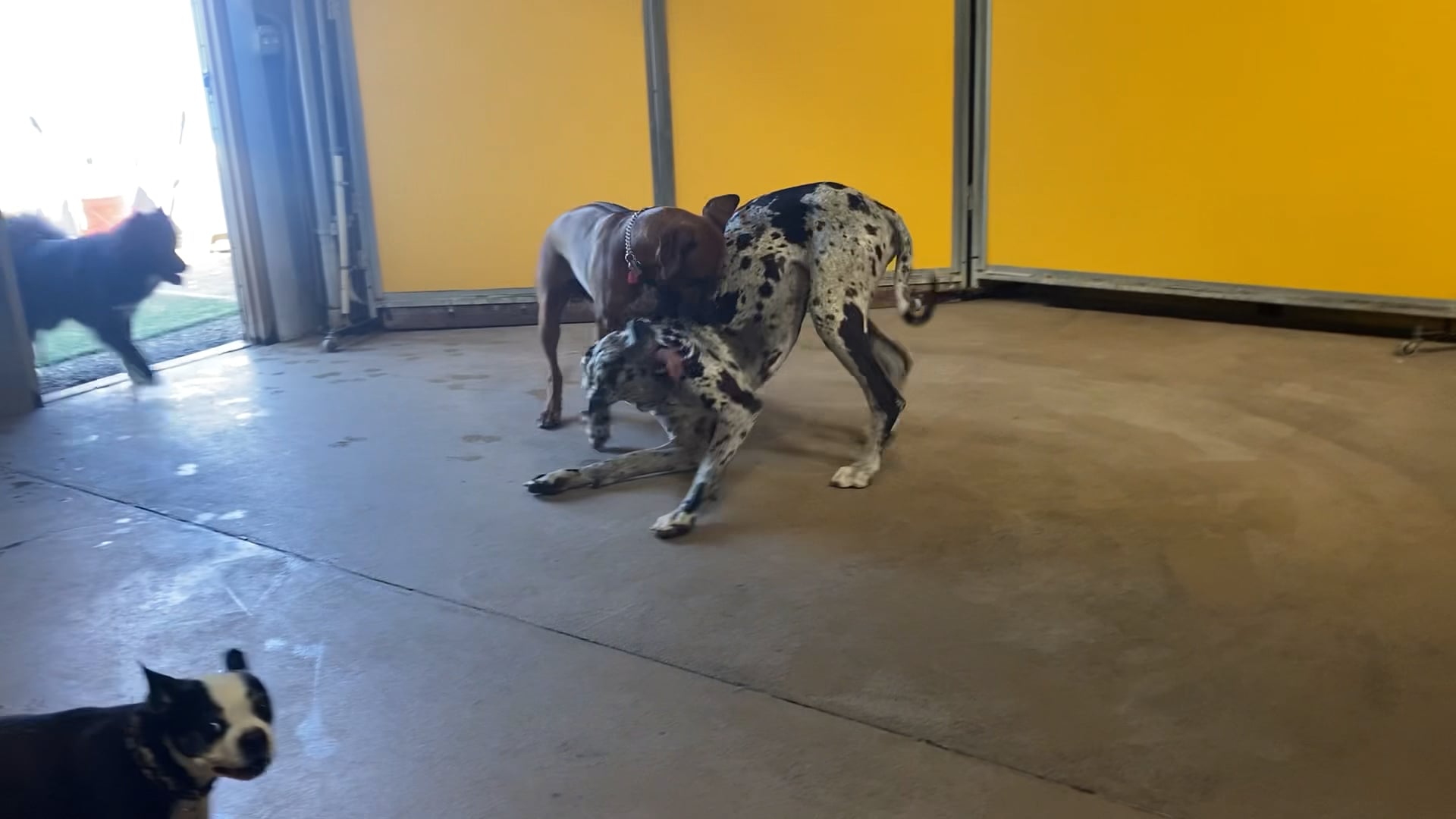 Archie and hank 2 on Vimeo