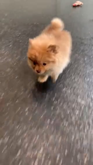 Bugs - Pomeranian puppy for sale on Vimeo