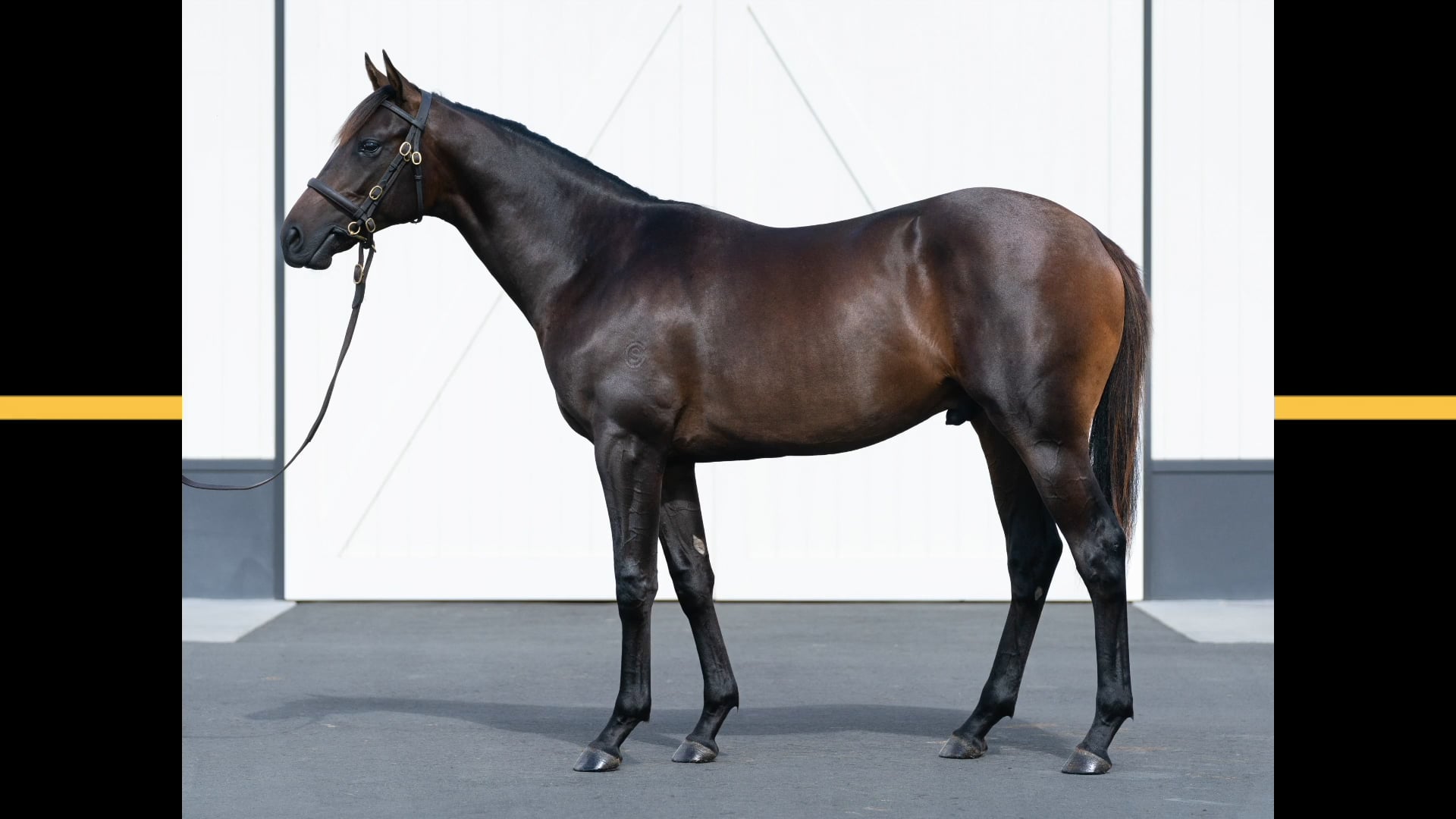 Inglis Premier Lot 492 U S Navy Flag – Eliza Blues colt