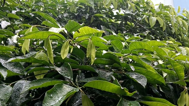 Rain, Tree, Nature. Free Stock Video - Pixabay