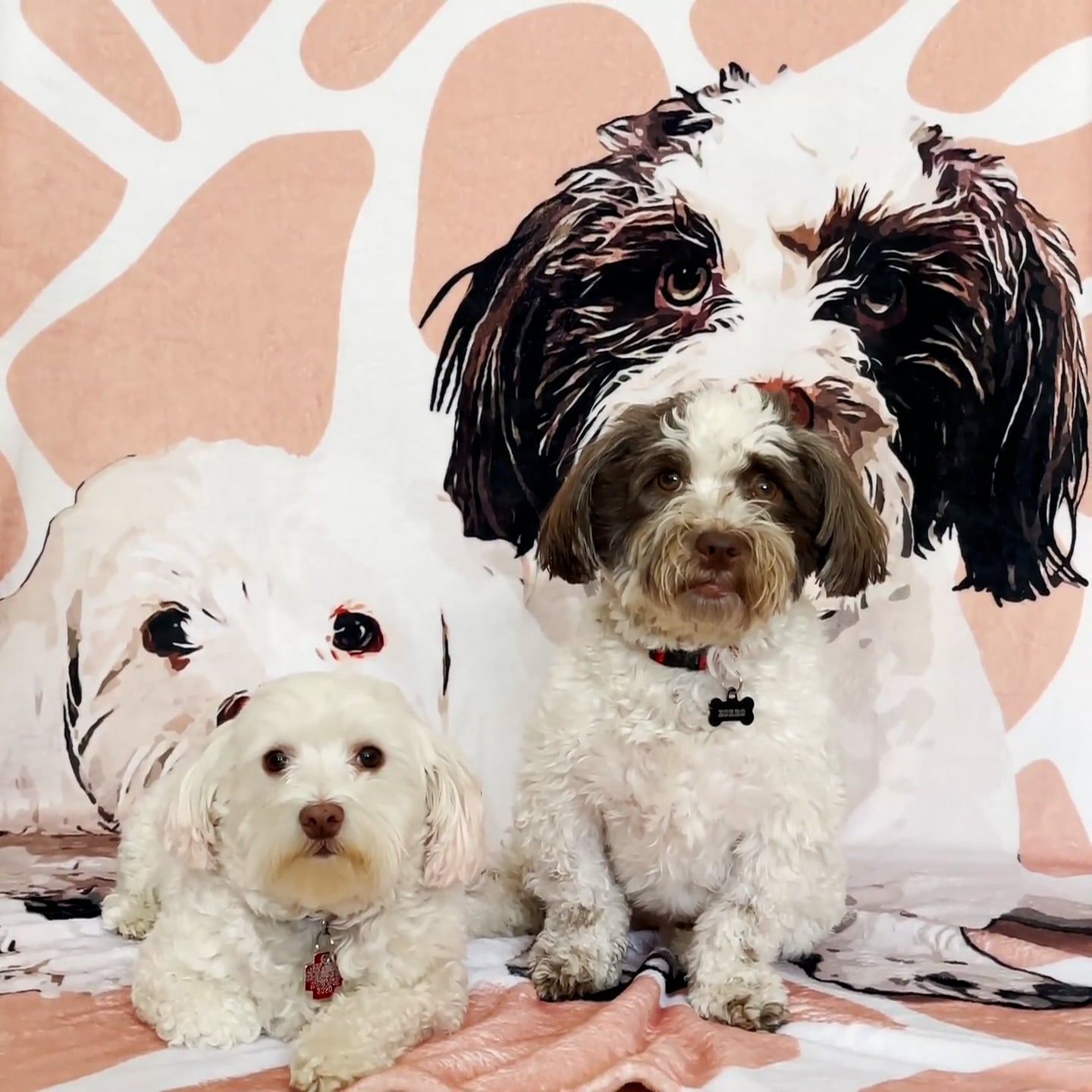 Happy Customer- Training Dogs to Stay! on Vimeo