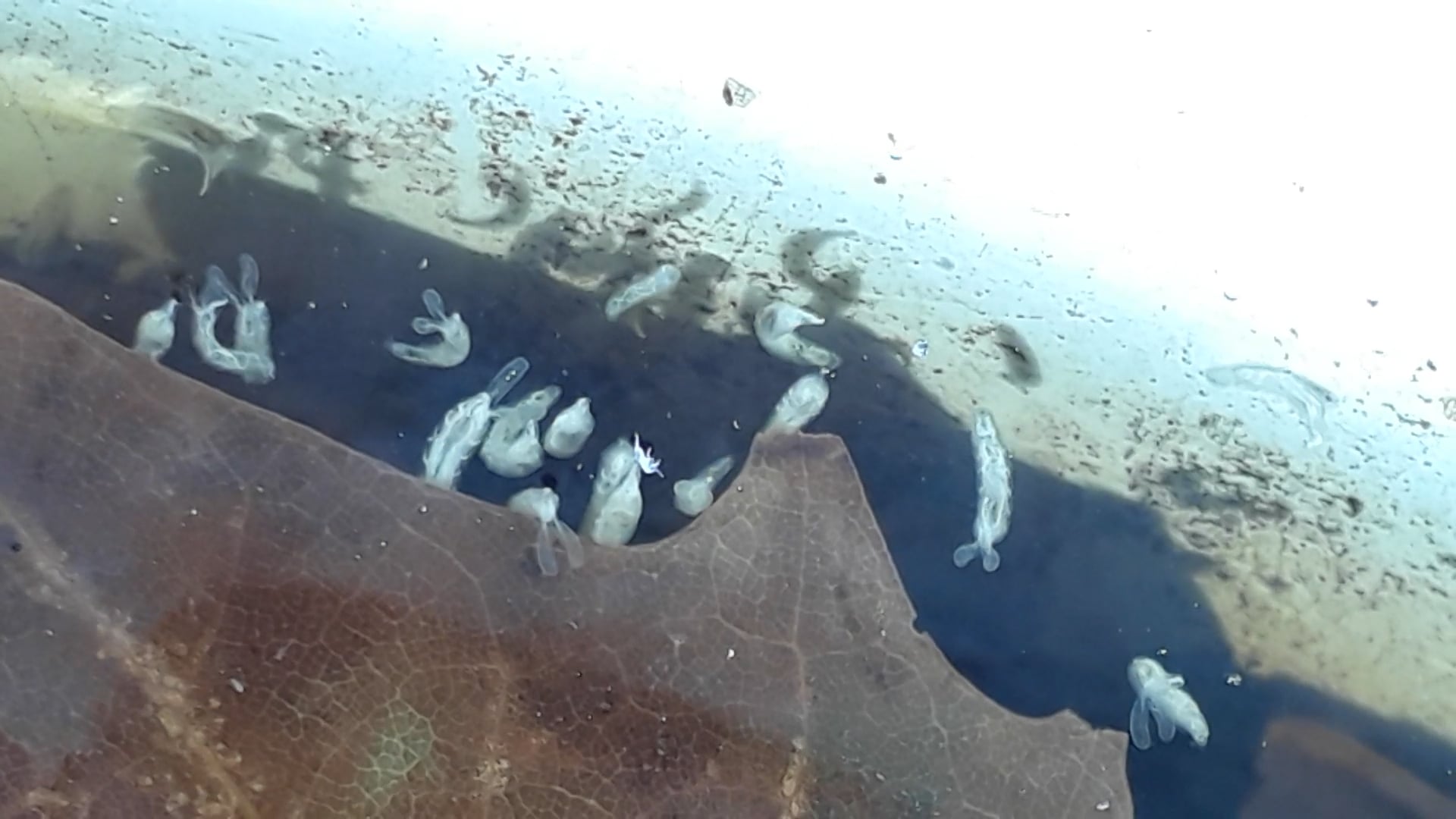 Shore Fly Larvae on Vimeo